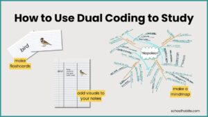 How to Use Dual Coding to Study (And Why You Should) - SchoolHabits